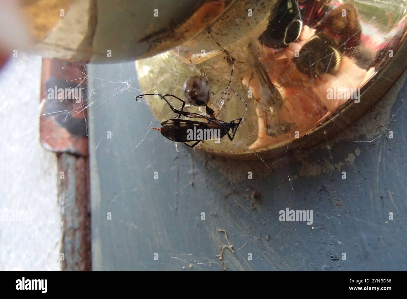 White porch spider (Cryptachaea gigantipes Stock Photo - Alamy
