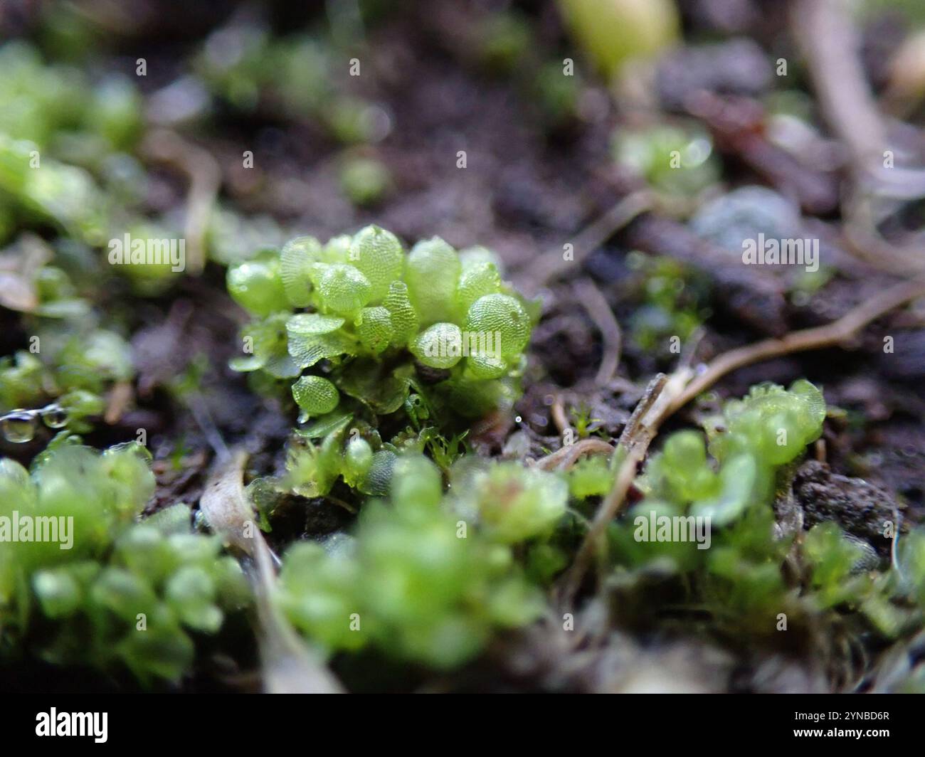Texas Balloonwort (Sphaerocarpos texanus Stock Photo - Alamy