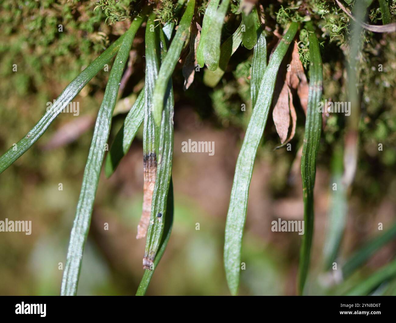 Shoestring Fern (Vittaria lineata Stock Photo - Alamy