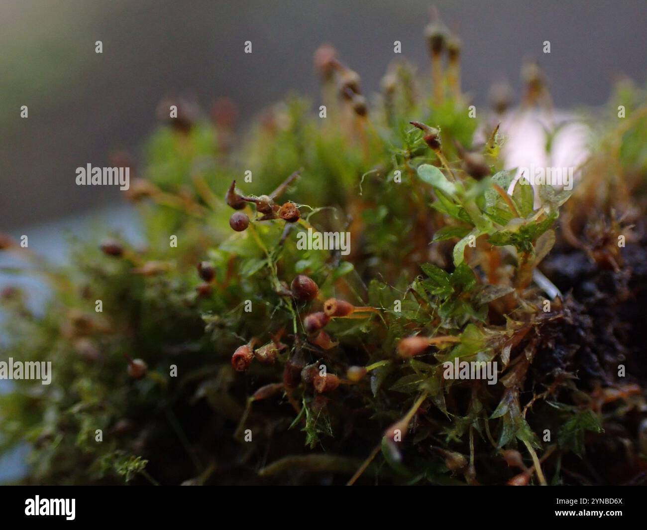 Common Pottia (Tortula truncata Stock Photo - Alamy