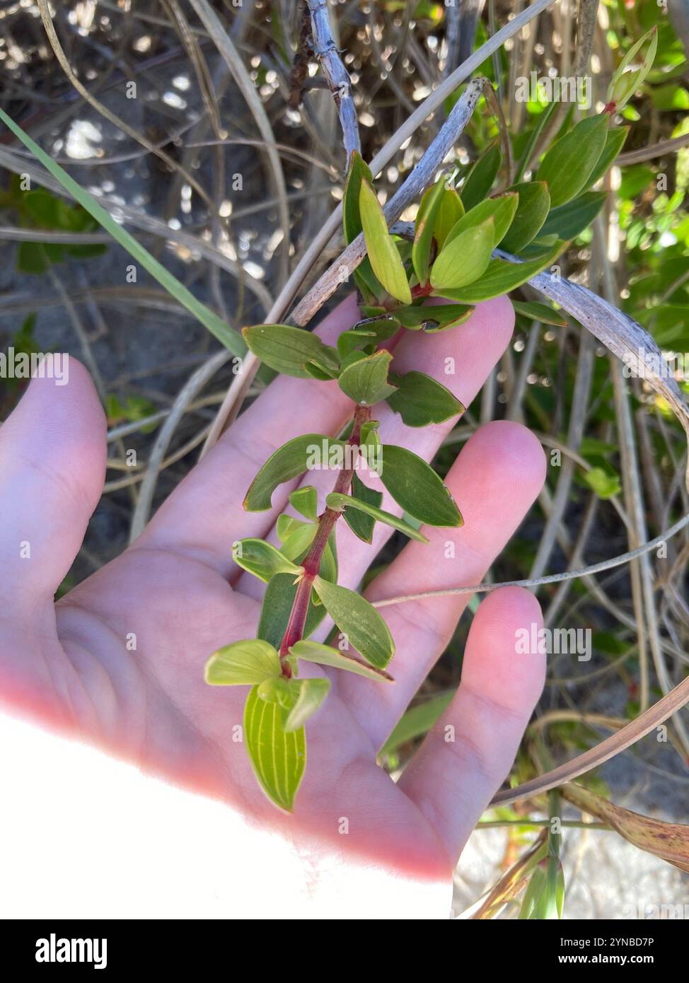 Beach-creeper (Ernodea littoralis Stock Photo - Alamy