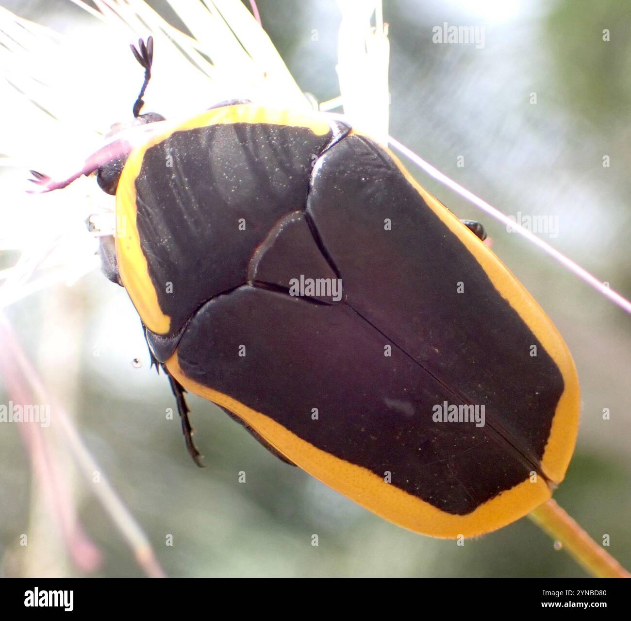 sun beetle (Pachnoda marginata Stock Photo - Alamy