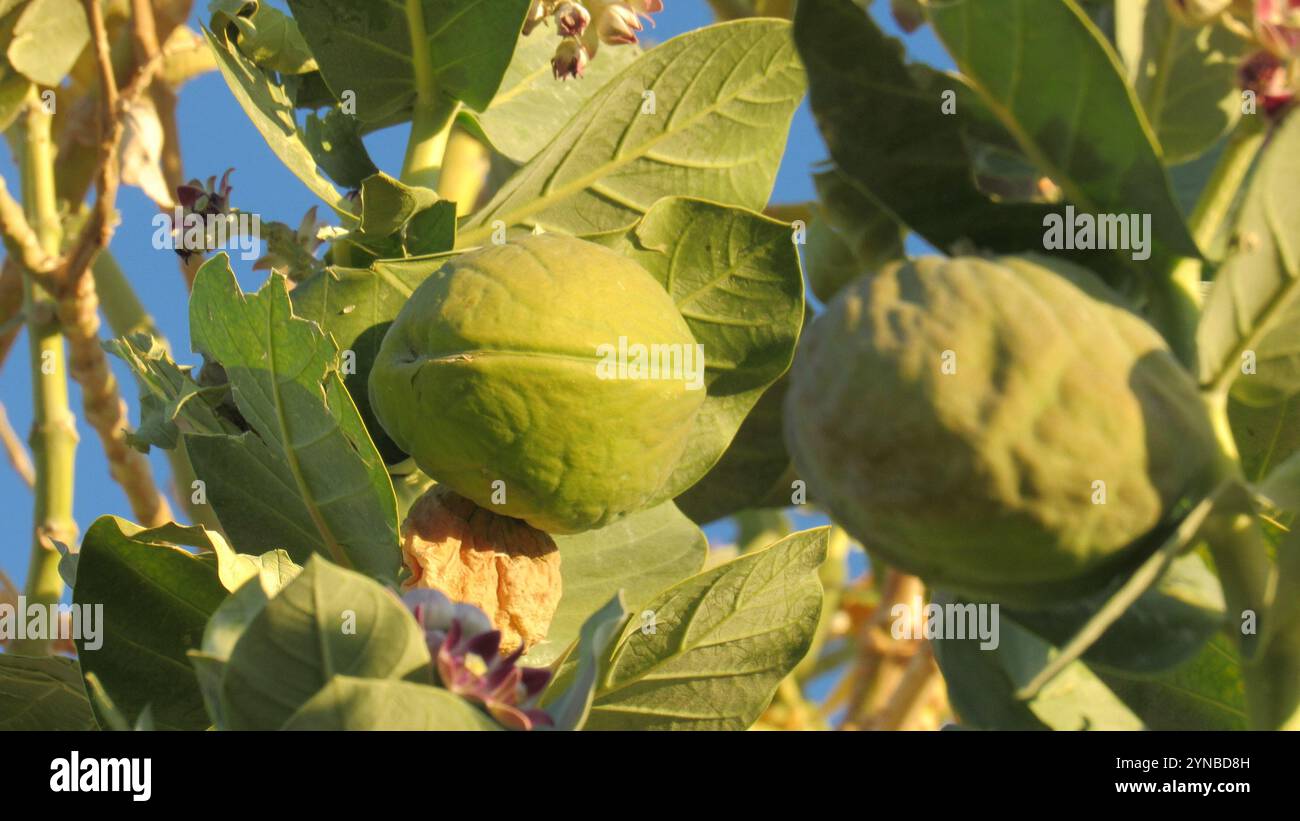 giant milkweed (Calotropis procera Stock Photo - Alamy