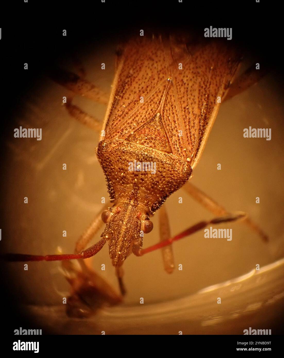 Slender-horned Leatherbug (Ceraleptus lividus Stock Photo - Alamy