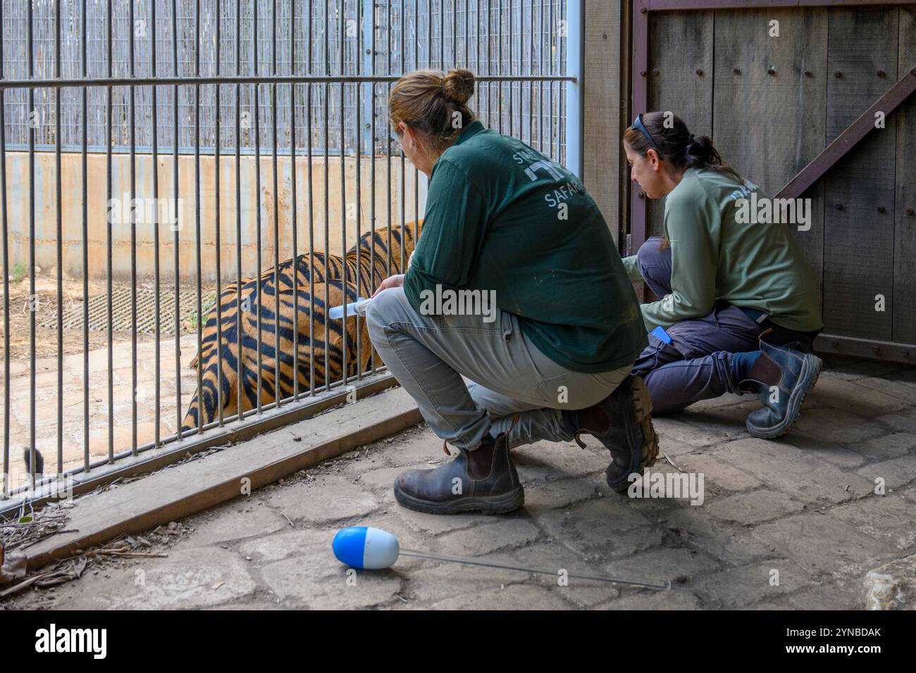 Ramat Gan Safri Zoo keeper goes through Target Training for Husbandry ...