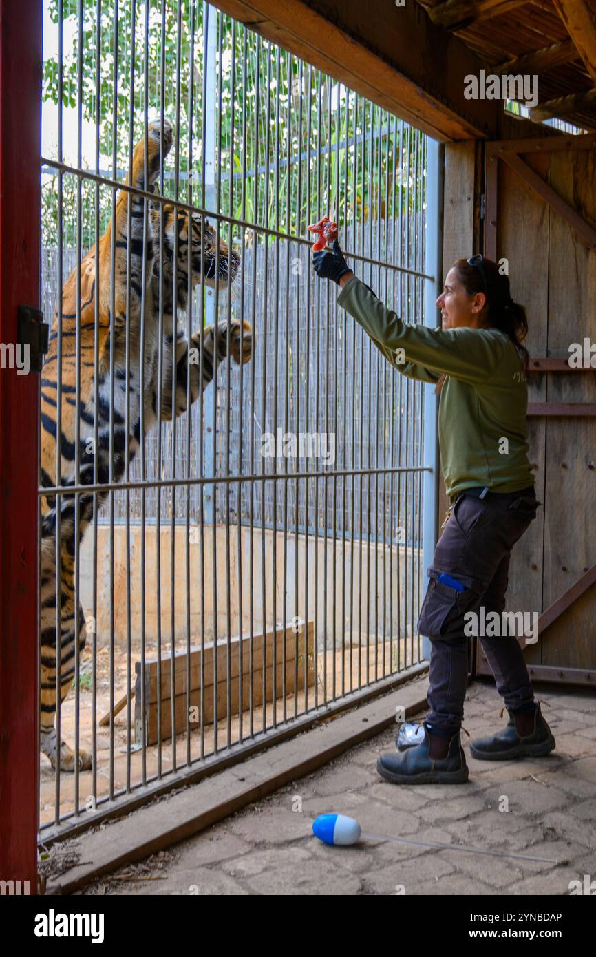 Ramat Gan Safri Zoo keeper goes through Target Training for Husbandry ...