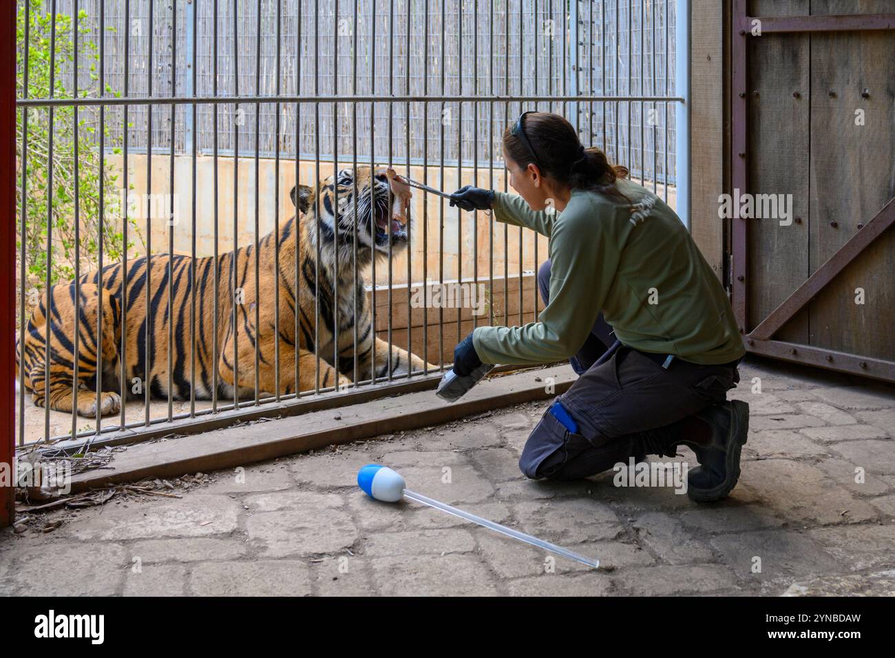 Ramat Gan Safri Zoo keeper goes through Target Training for Husbandry ...