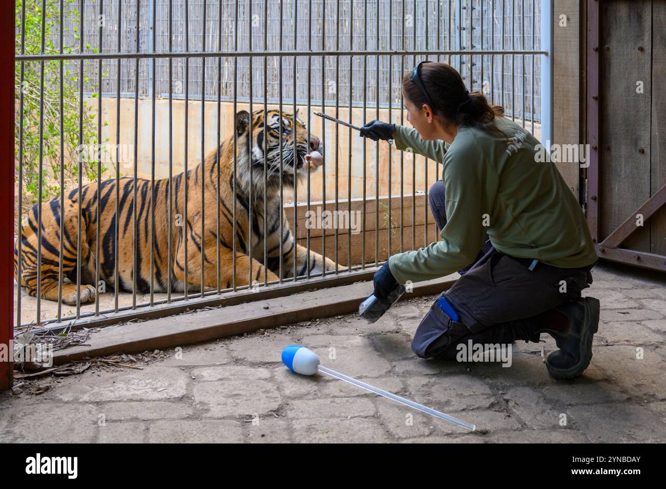 Ramat Gan Safri Zoo keeper goes through Target Training for Husbandry ...