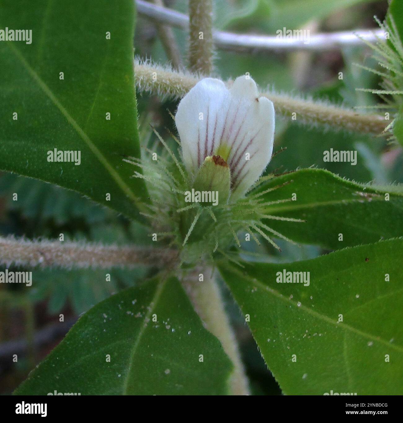 Surprise Packet (Blepharis maderaspatensis Stock Photo - Alamy