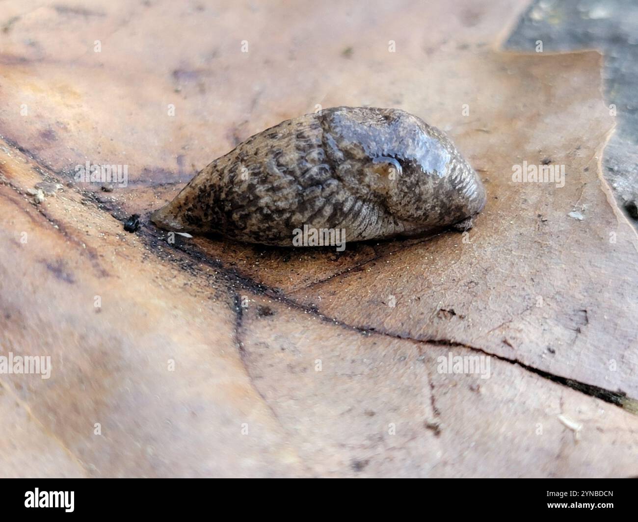 Milky Slug (Deroceras reticulatum Stock Photo - Alamy