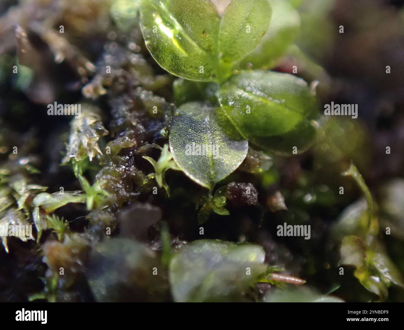 Long-beaked Thyme-moss (Plagiomnium rostratum Stock Photo - Alamy