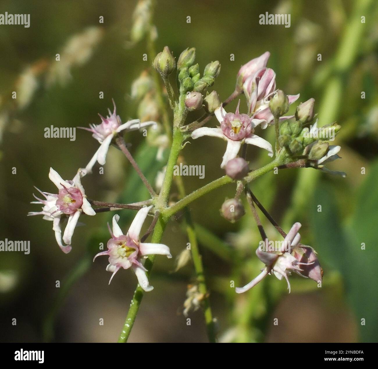 Stranglewort (Cynanchum acutum Stock Photo - Alamy