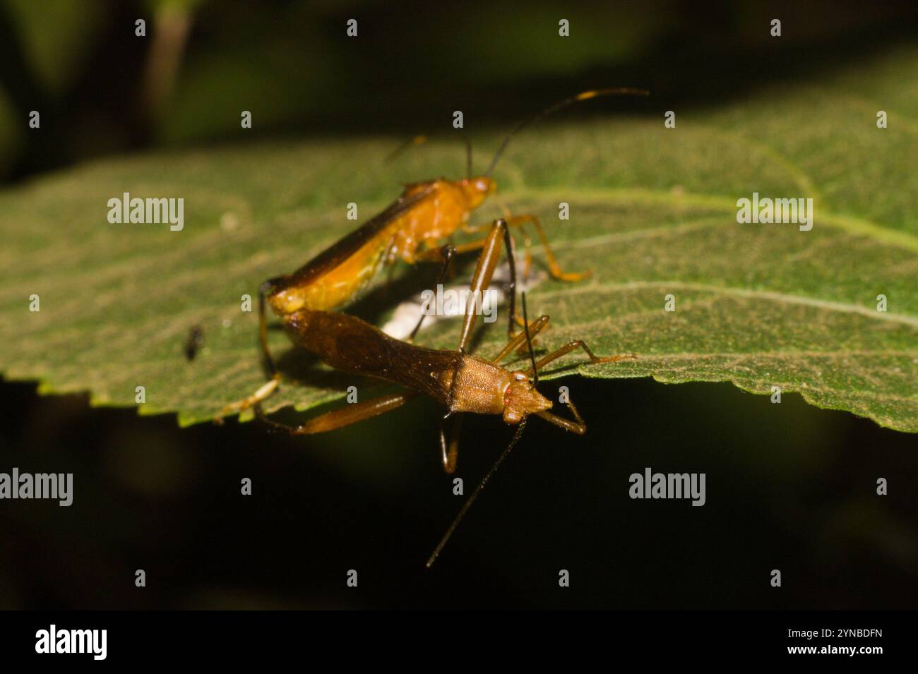 Hyalymenus hi-res stock photography and images - Alamy