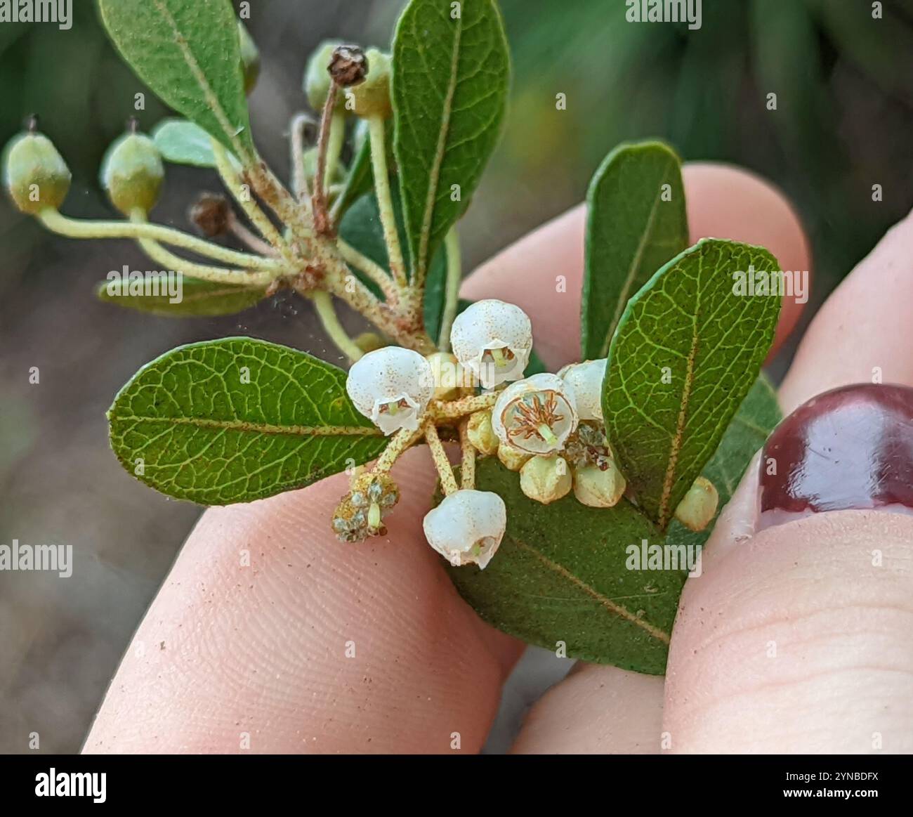 coastal plain staggerbush (Lyonia fruticosa Stock Photo - Alamy