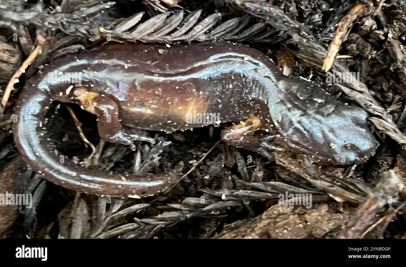 Ensatina (Ensatina eschscholtzii Stock Photo - Alamy