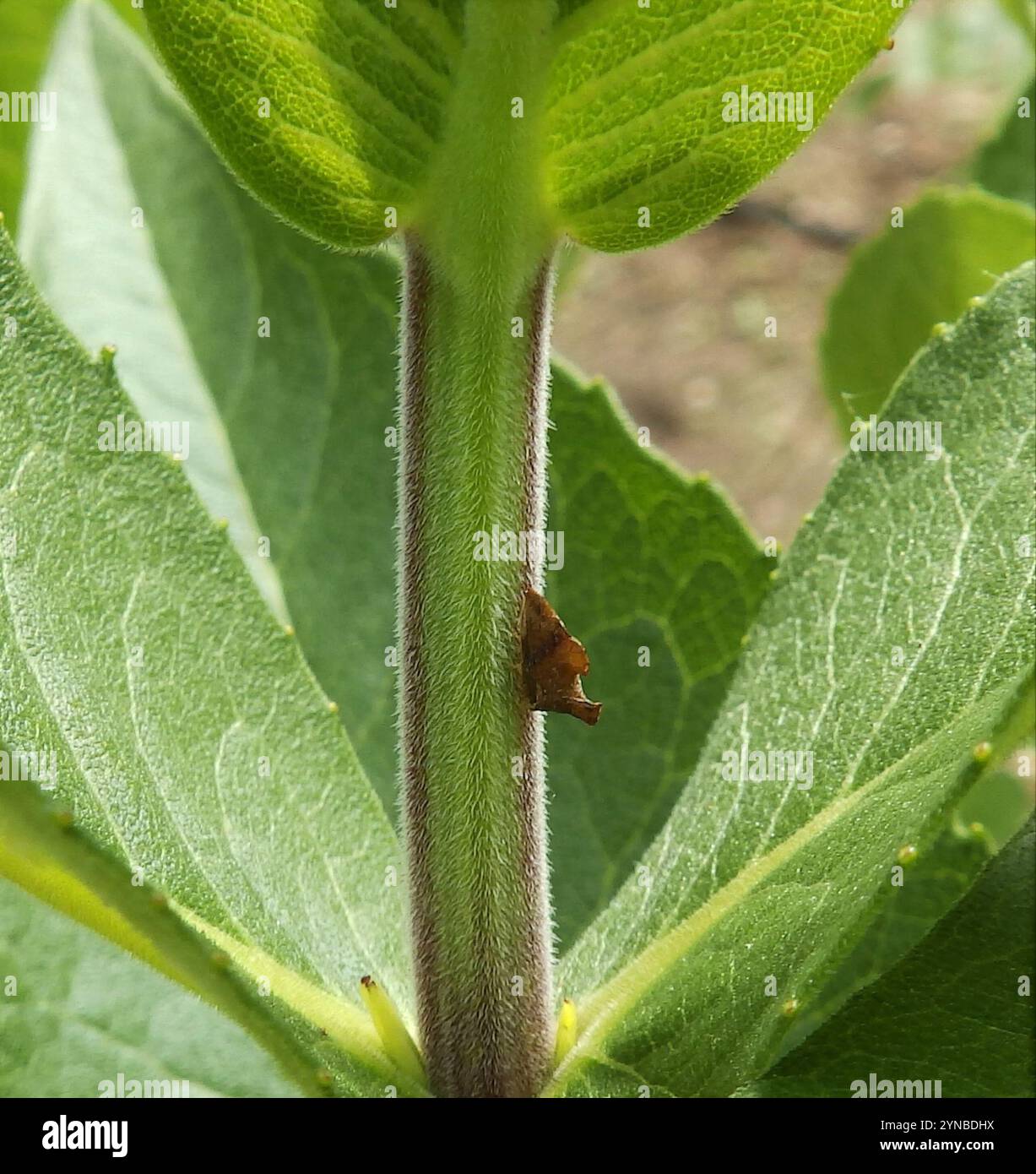 Keeled treehopper hi-res stock photography and images - Alamy