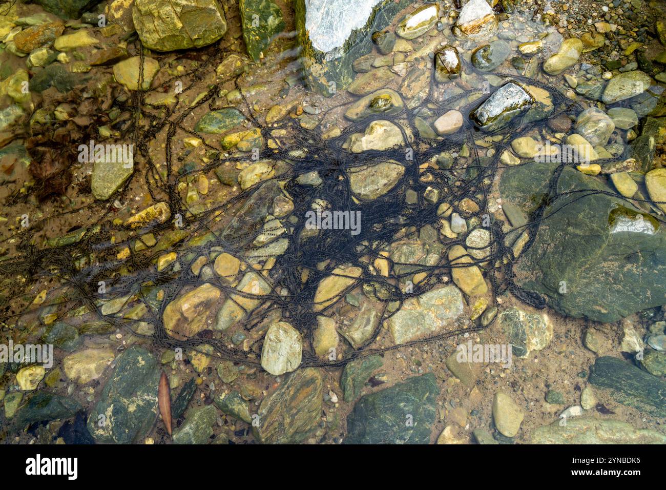 The spawn of the Cretan frog (Pelophylax cretensis) a species of frog ...