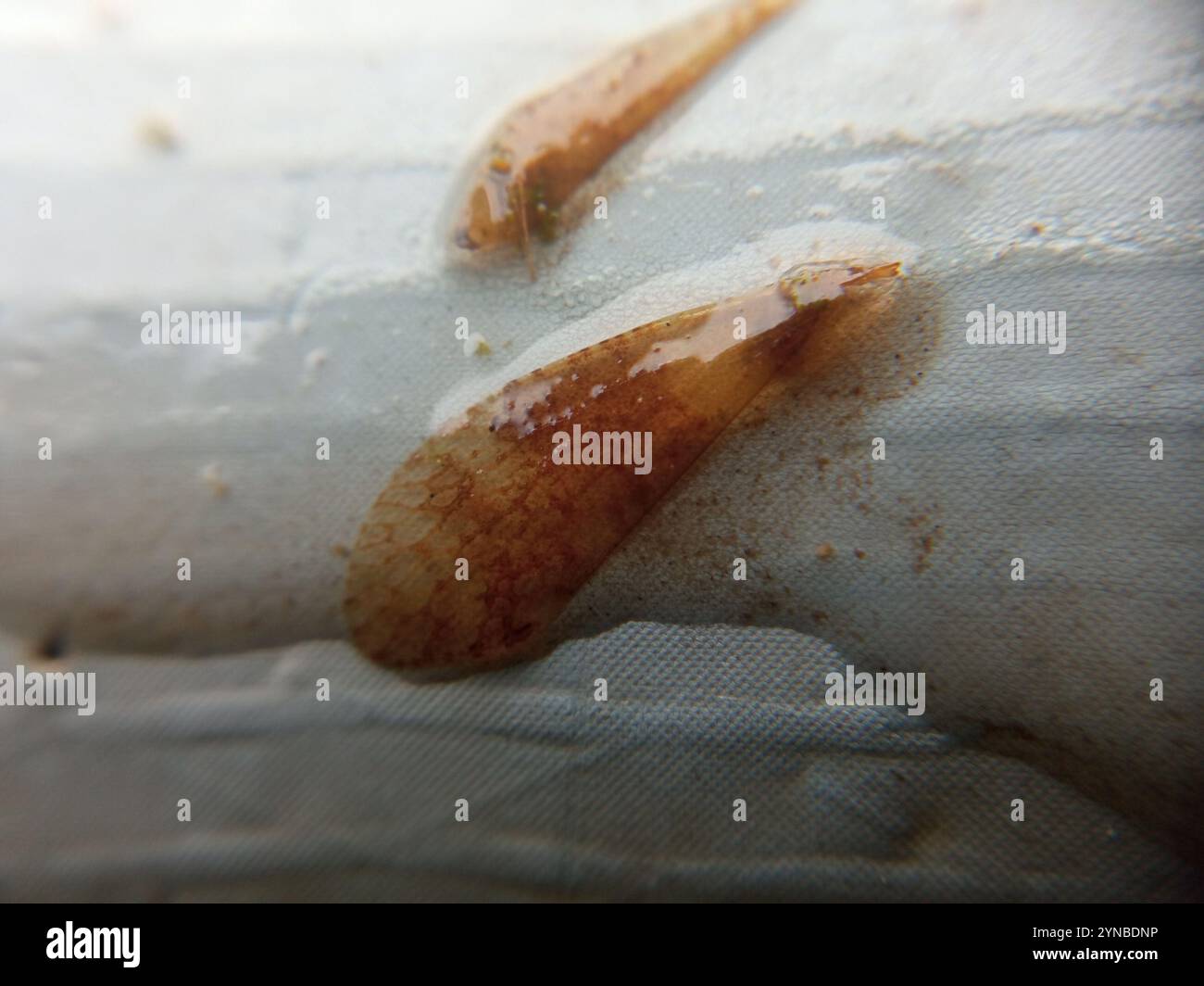 Horned Leafhopper (Ledra aurita Stock Photo - Alamy