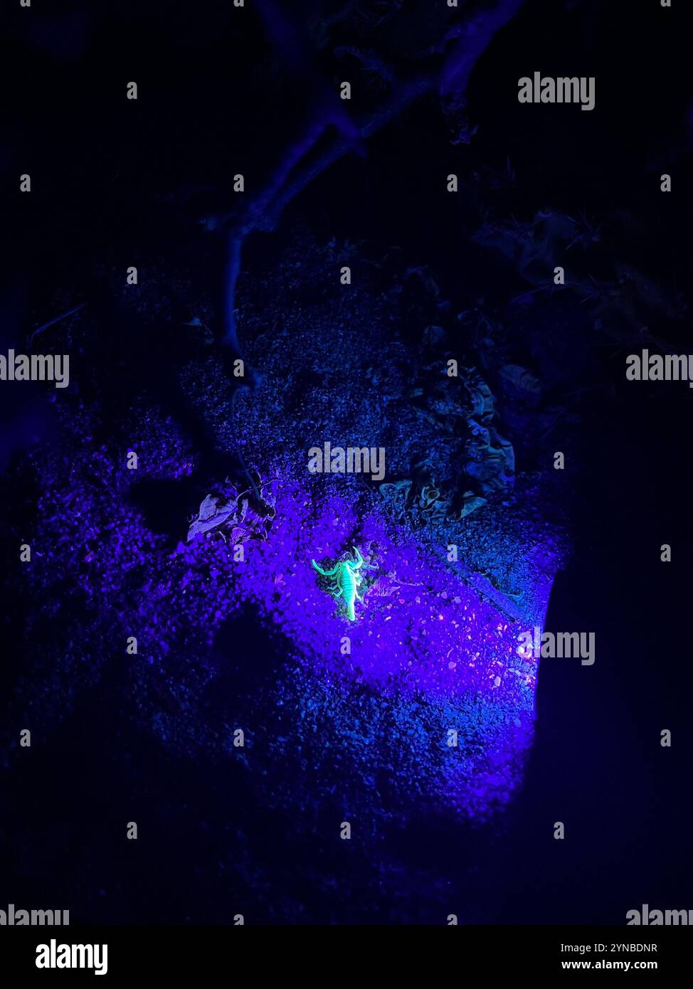 Baja California Bark Scorpion (Centruroides exilicauda Stock Photo - Alamy