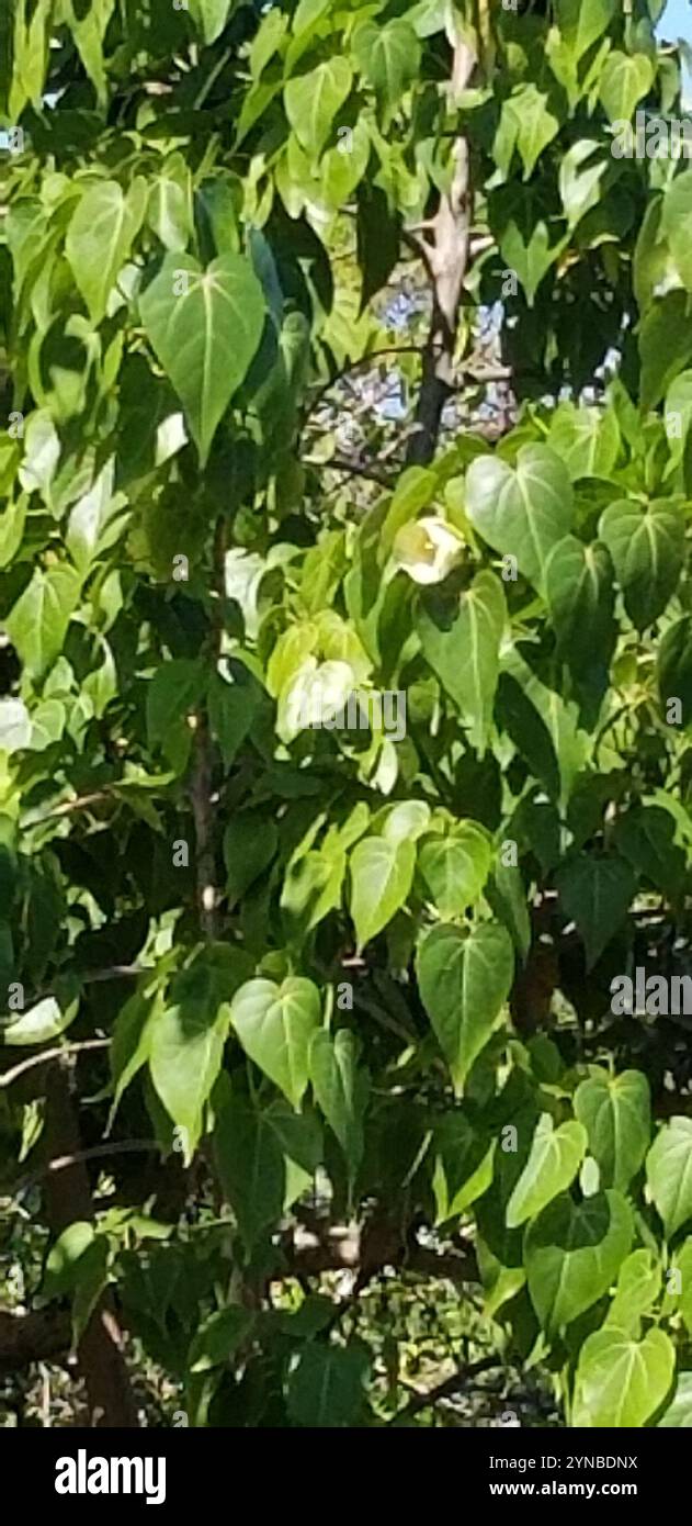 Thespesia populnea portia tree hi-res stock photography and images - Alamy
