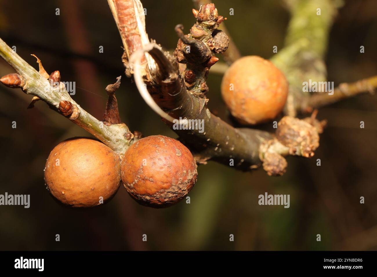 Oak Marble Gall Wasp (Andricus kollari Stock Photo - Alamy
