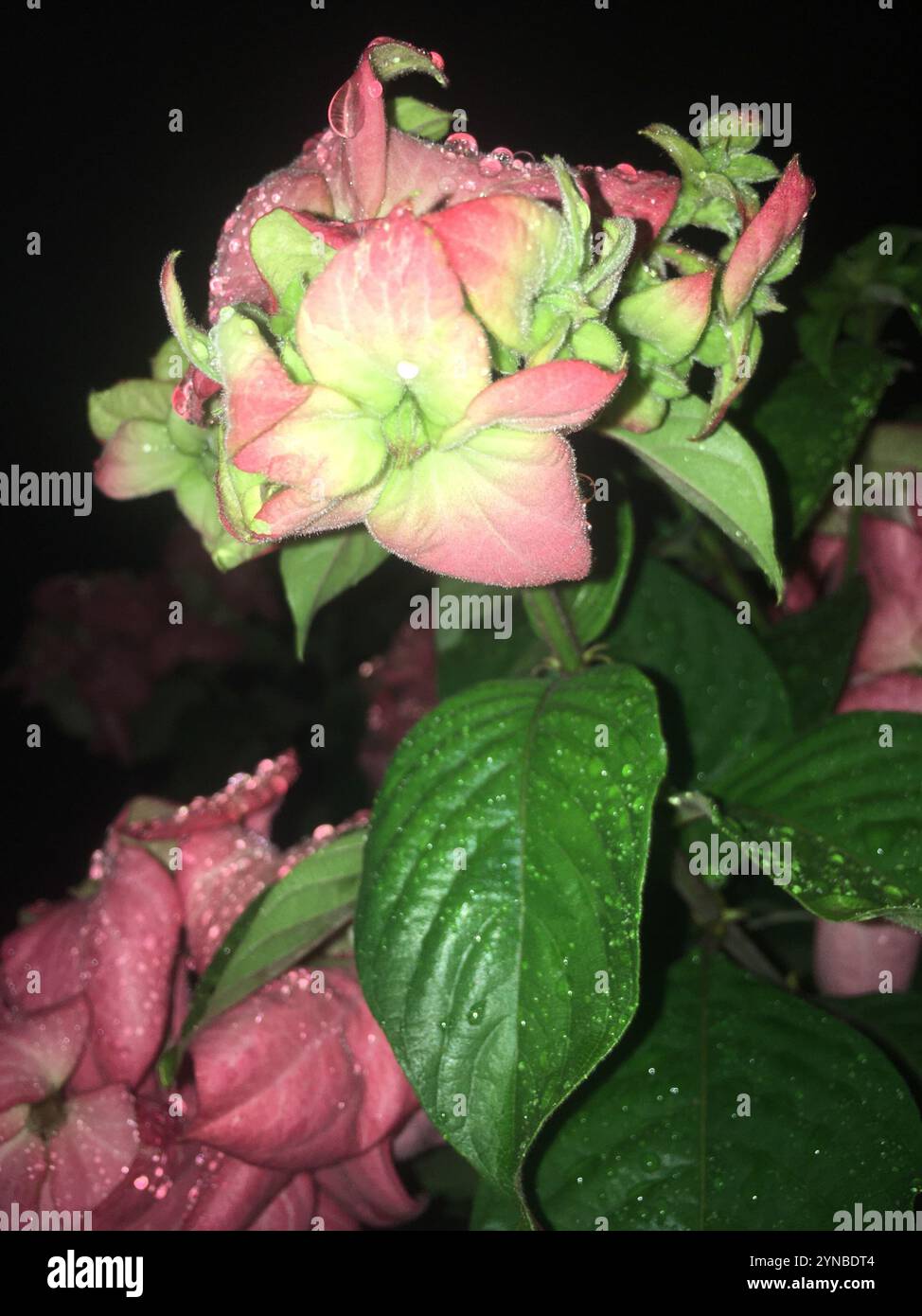 queen of Philippines (Mussaenda philippica Stock Photo - Alamy