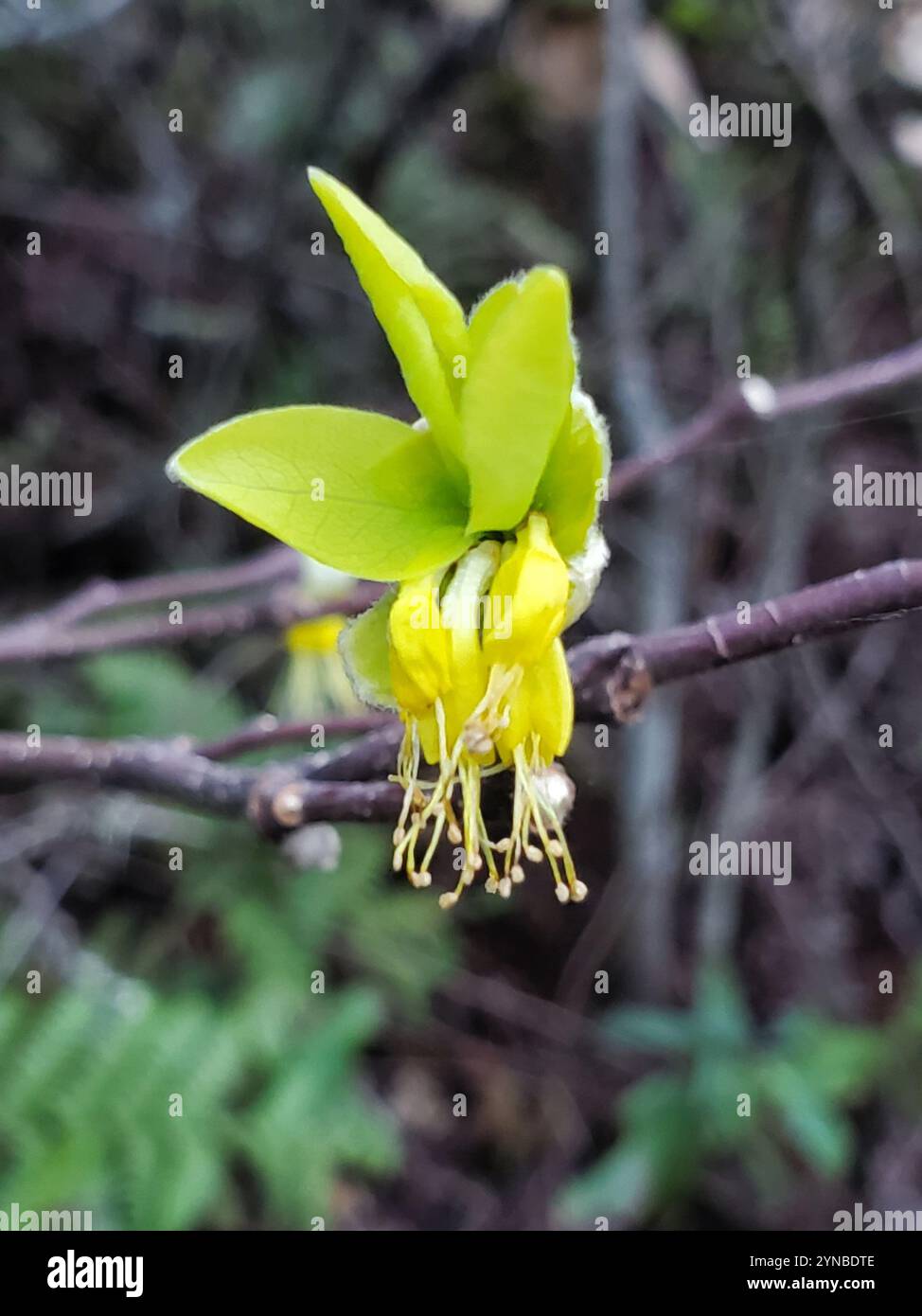 Western Leatherwood (Dirca occidentalis Stock Photo - Alamy