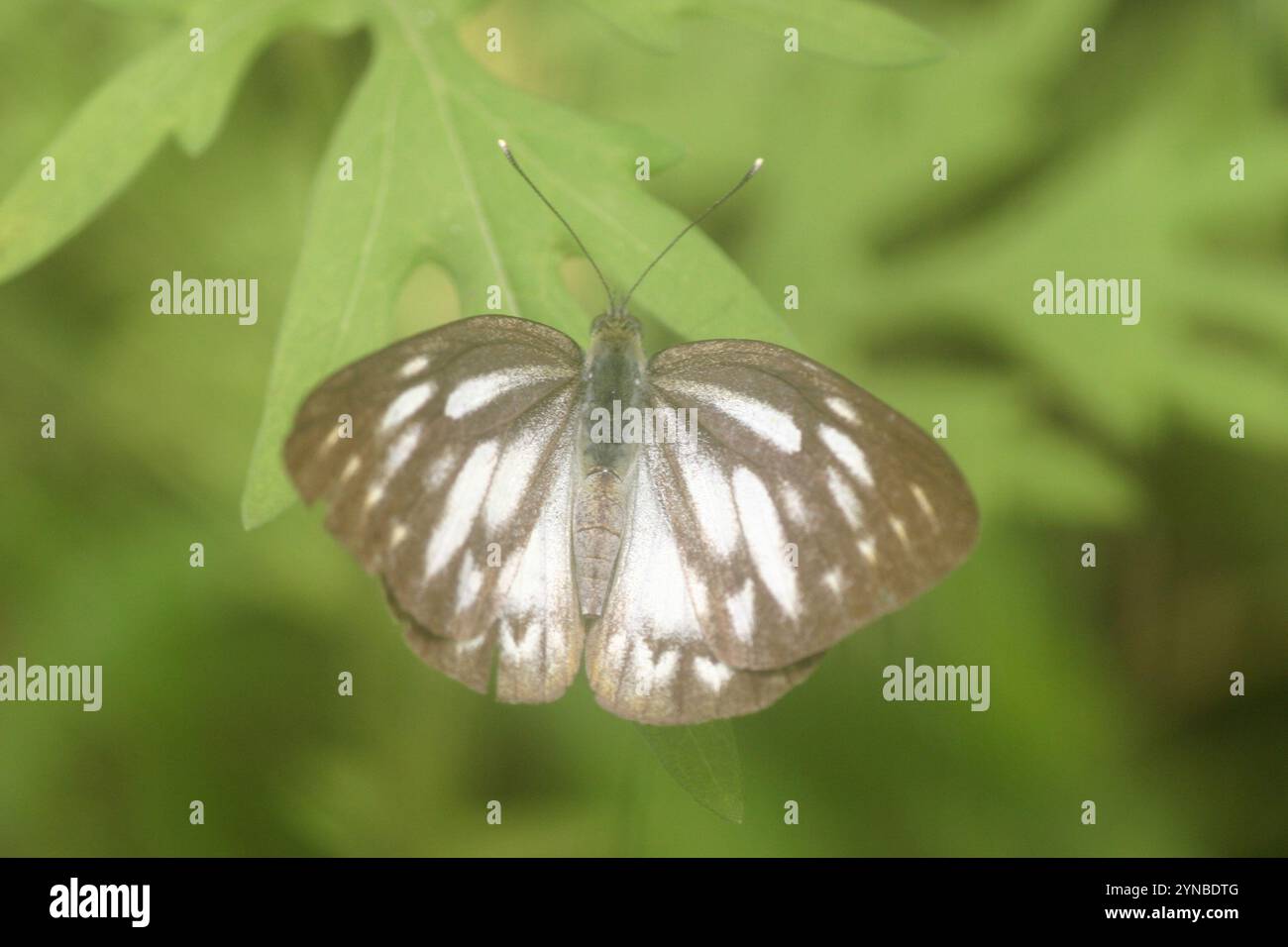 Common Gull (Cepora nerissa Stock Photo - Alamy