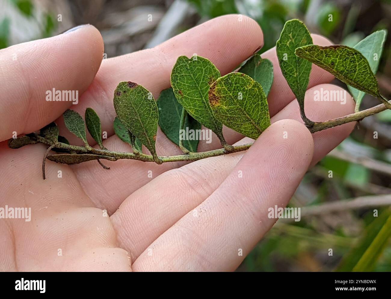 coastal plain staggerbush (Lyonia fruticosa Stock Photo - Alamy