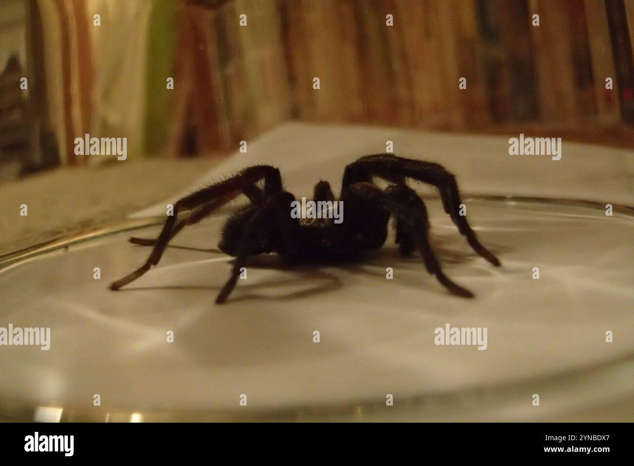 Brown Trapdoor Spiders (Arbanitis Stock Photo - Alamy
