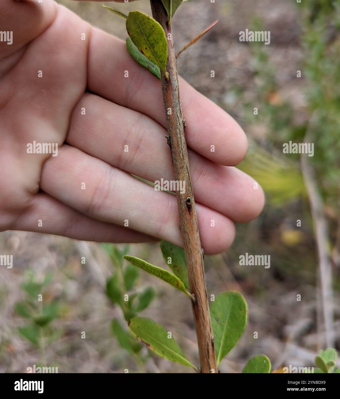 coastal plain staggerbush (Lyonia fruticosa Stock Photo - Alamy