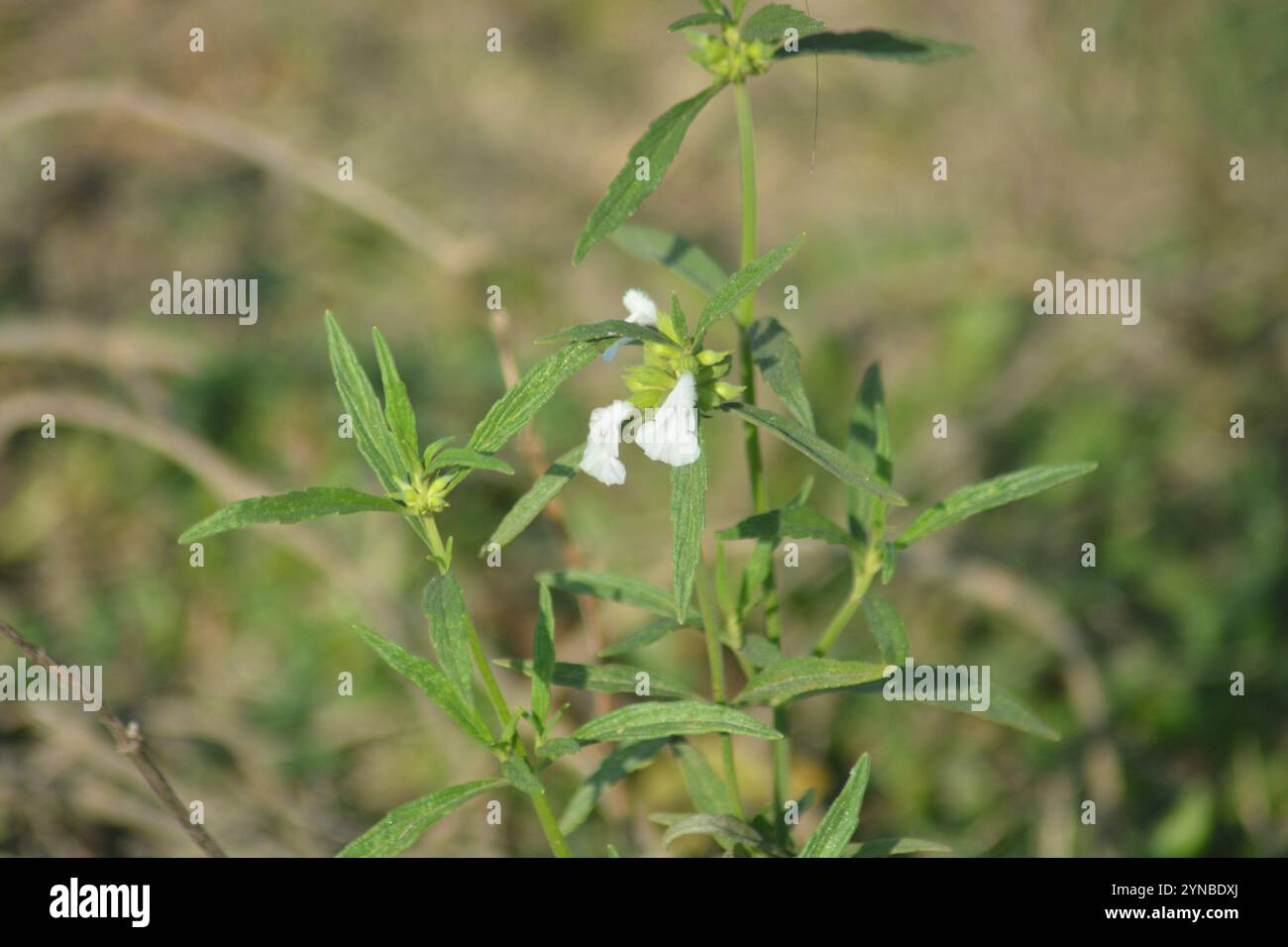 lavender-leaved leucas (Leucas lavandulifolia Stock Photo - Alamy