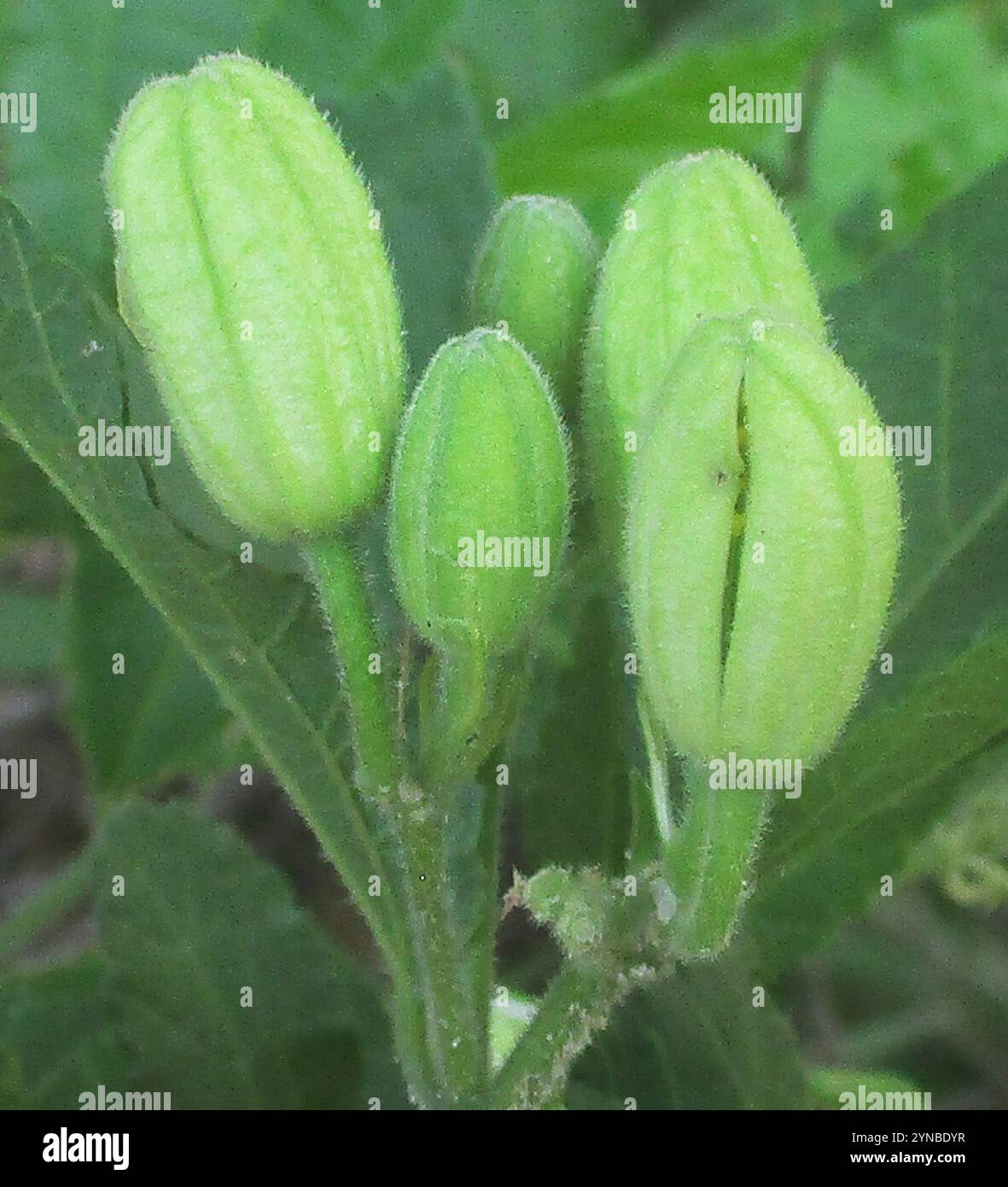 Star Raisin (Grewia avellana Stock Photo - Alamy