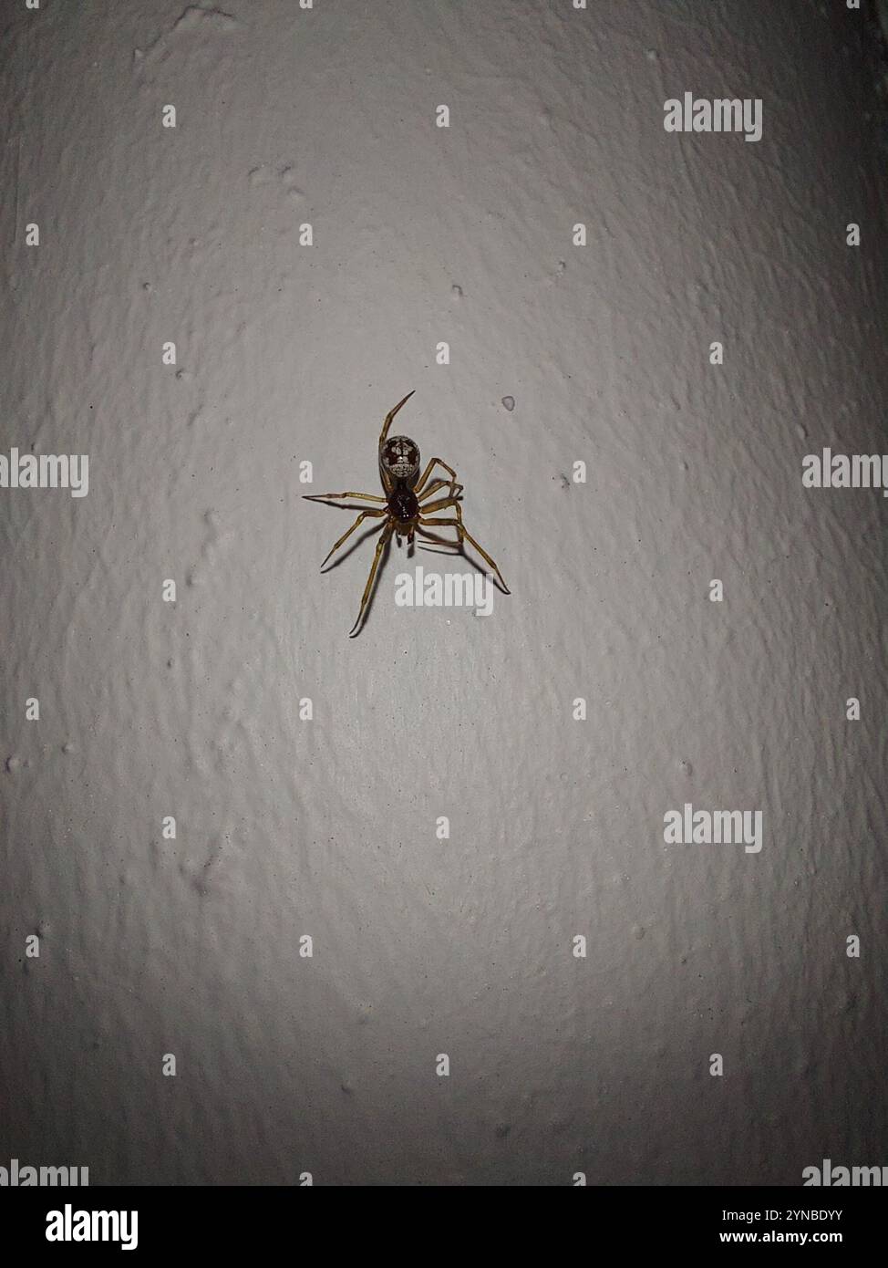 Triangulate Combfoot (Steatoda triangulosa Stock Photo - Alamy