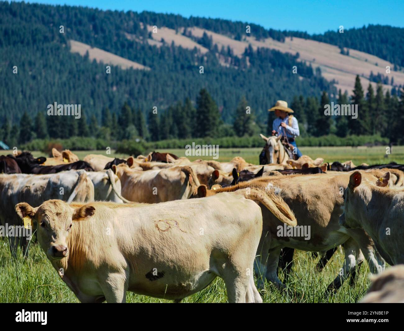 A cowboy herds cattle across lush green pastures in McCall, Idaho, with ...