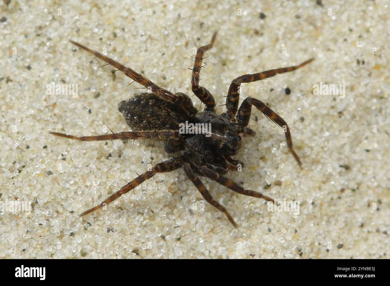 Leopard Bear-spider (Arctosa leopardus Stock Photo - Alamy