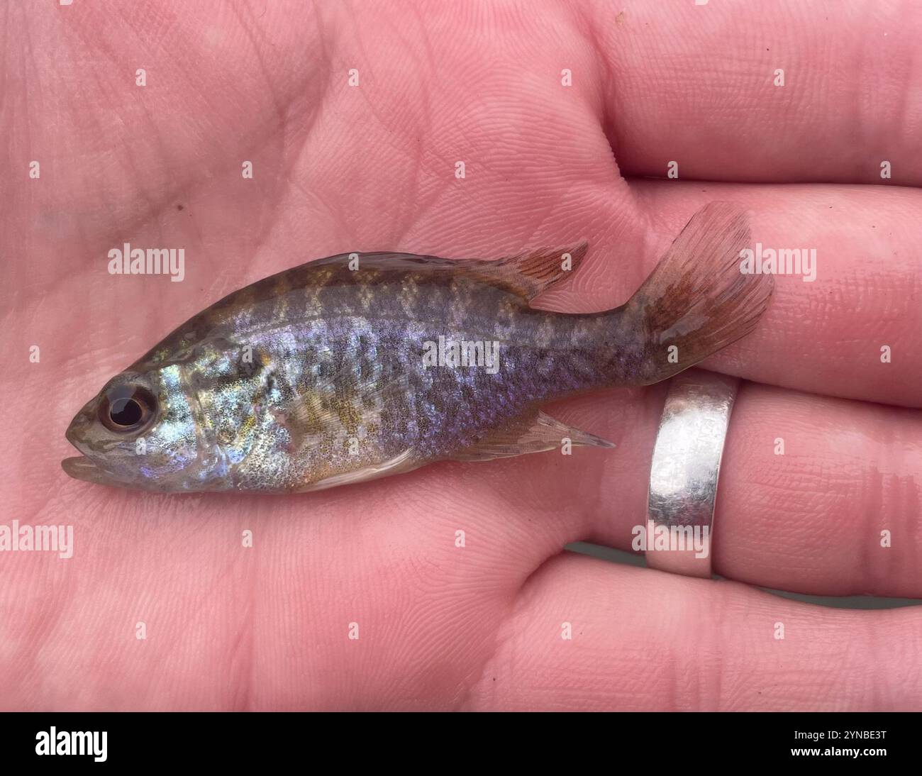 Warmouth (Lepomis gulosus Stock Photo - Alamy