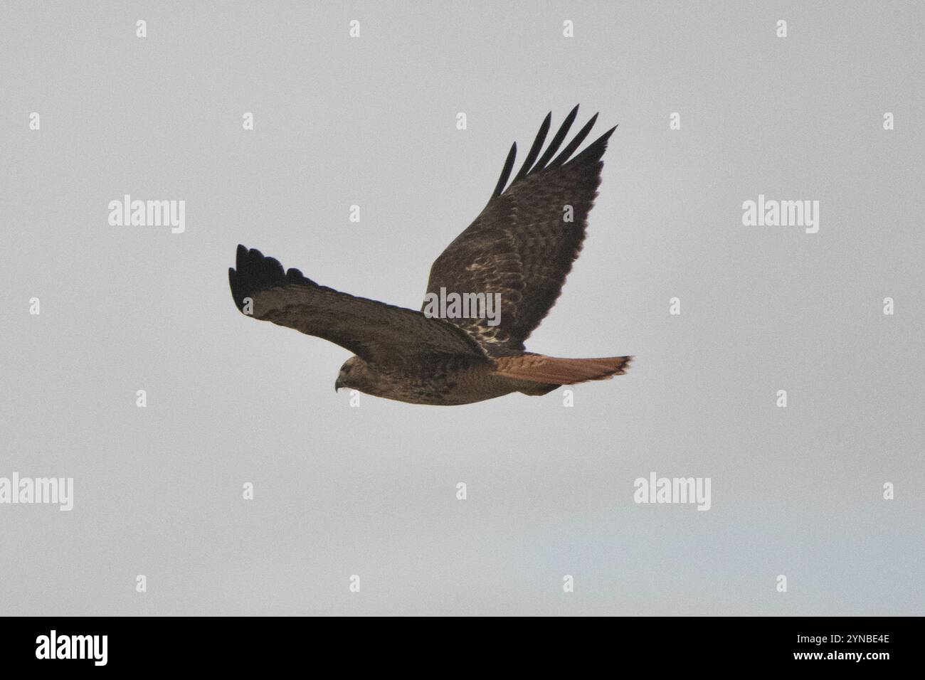 Western Red-tailed Hawk (Buteo jamaicensis calurus Stock Photo - Alamy
