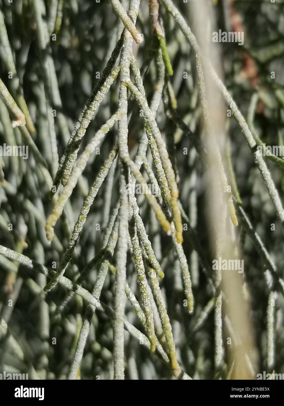 Tamarix aphylla hi-res stock photography and images - Alamy