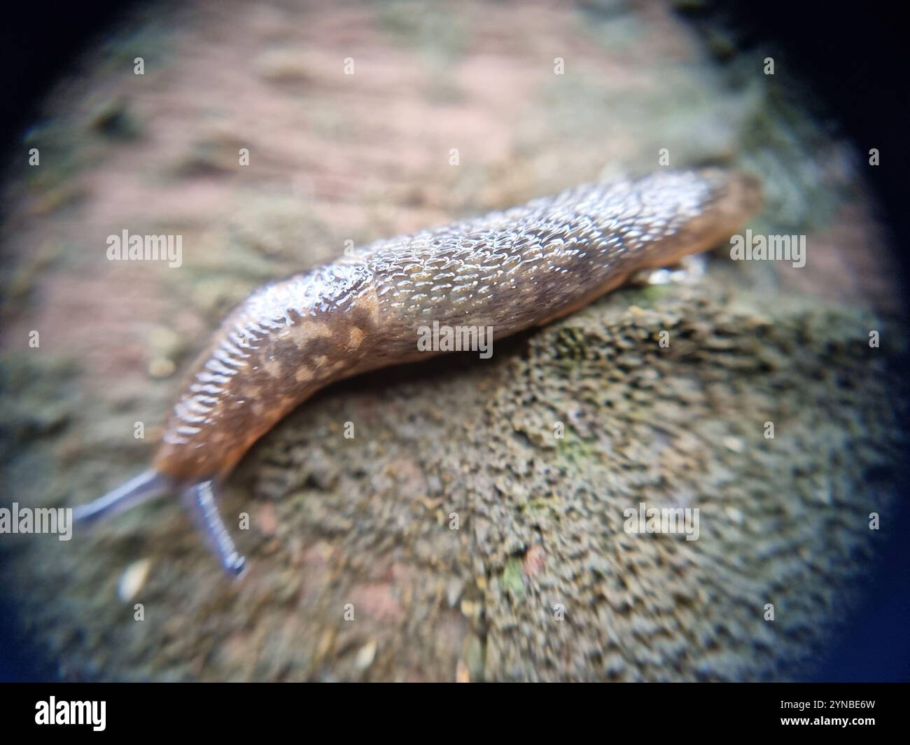 Cellar Slugs (Limacus Stock Photo - Alamy