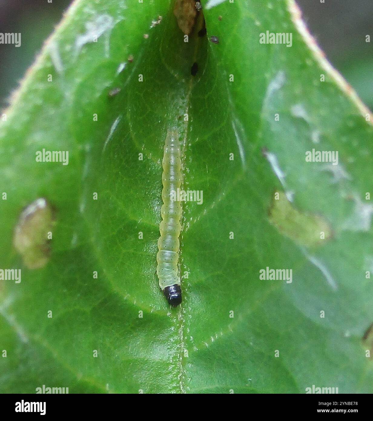 Butterflies and Moths (Lepidoptera Stock Photo - Alamy