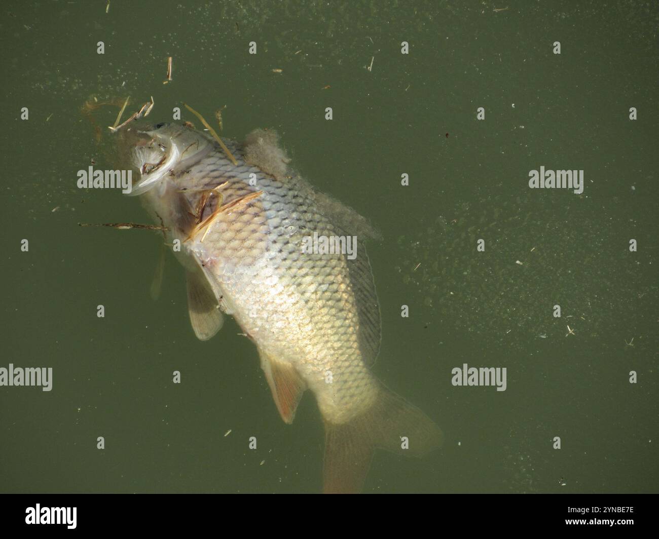 European Carp (Cyprinus carpio Stock Photo - Alamy