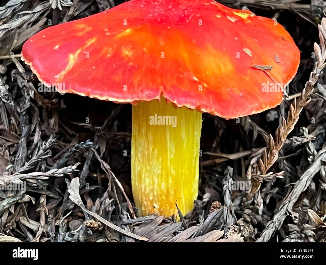 Scarlet Waxy Cap (Hygrocybe coccinea Stock Photo - Alamy
