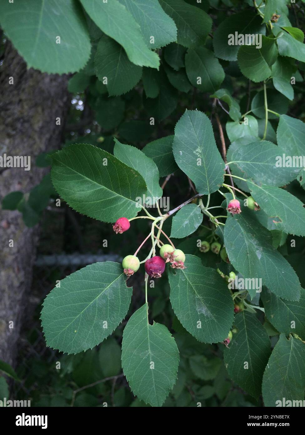 Running Serviceberry (Amelanchier stolonifera Stock Photo - Alamy