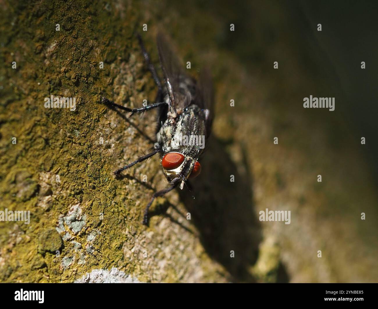 Common Flesh Flies (Sarcophaga Stock Photo - Alamy
