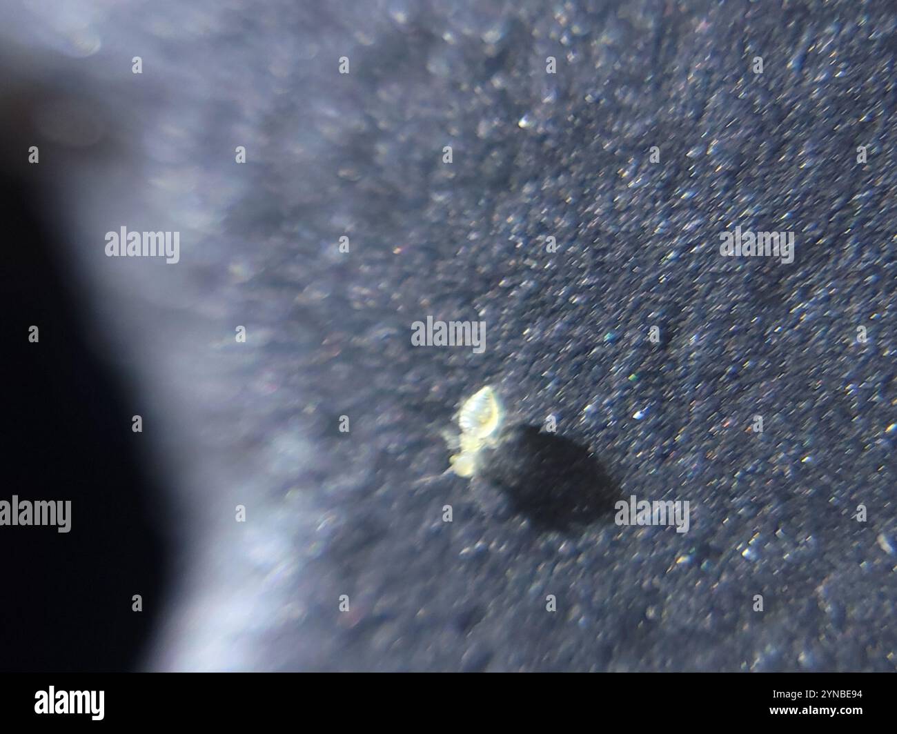 Barklice, Booklice, and Parasitic Lice (Psocodea Stock Photo - Alamy