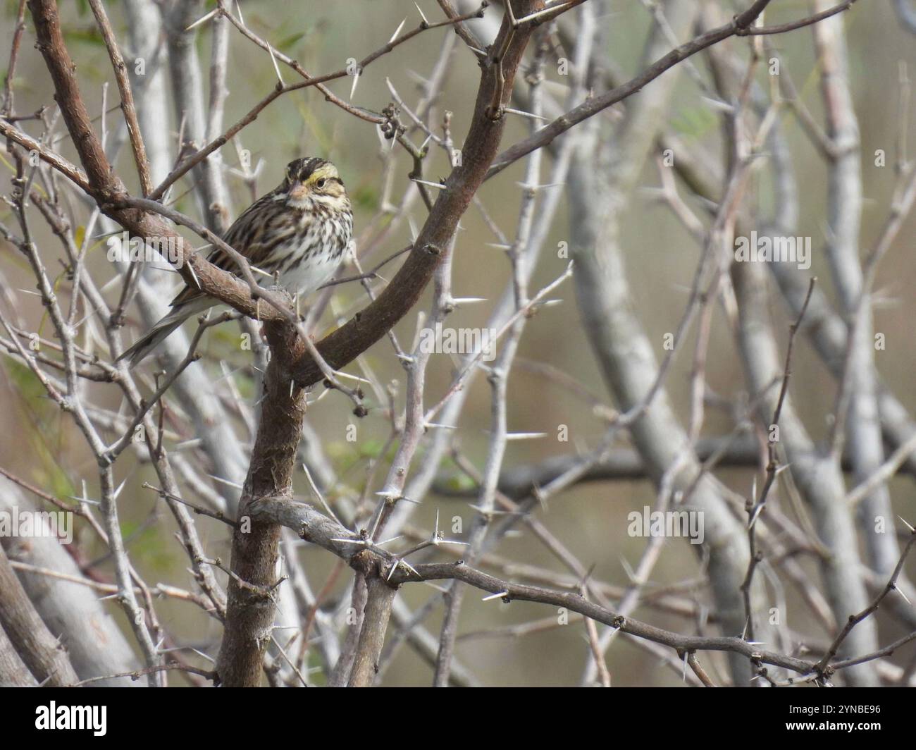 Savannah Sparrow (Passerculus sandwichensis Stock Photo - Alamy