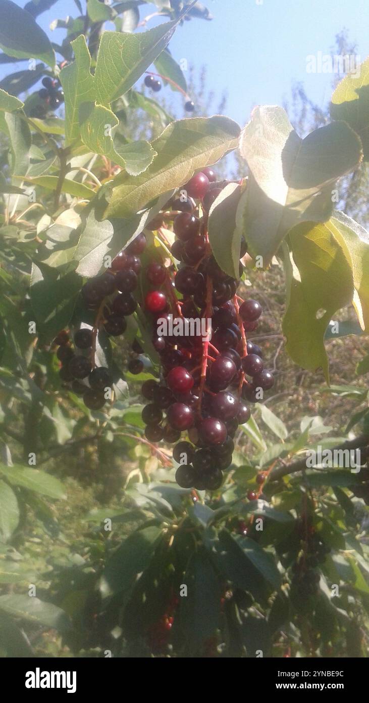 chokecherry (Prunus virginiana Stock Photo - Alamy