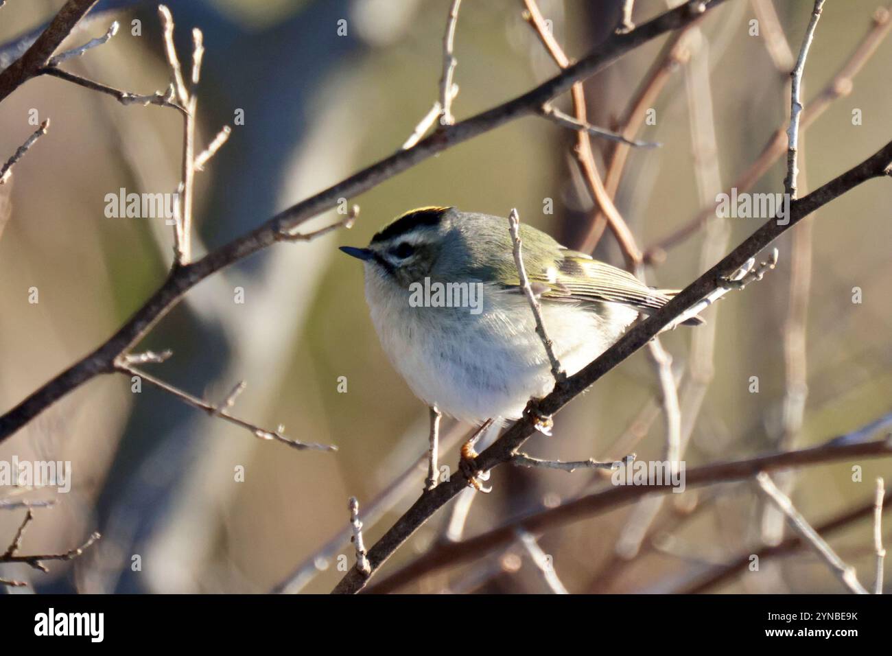 Golden-crowned Kinglet (Regulus satrapa Stock Photo - Alamy