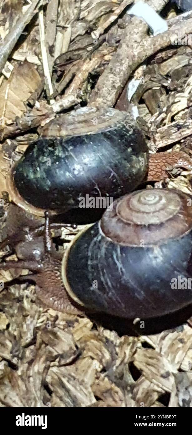 Berserker range hi-res stock photography and images - Alamy